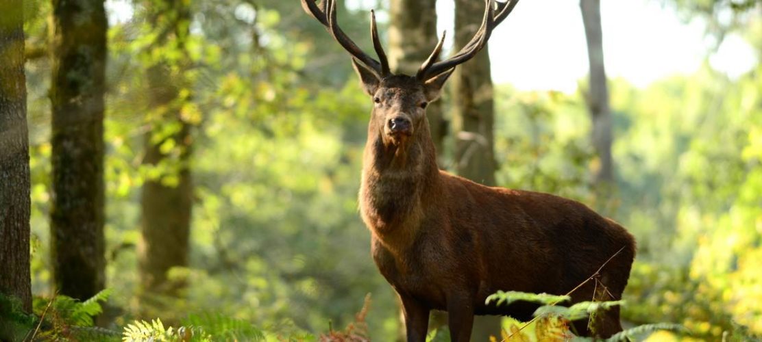 Le Centre de Loisirs de Lannilis - Le grand cerf